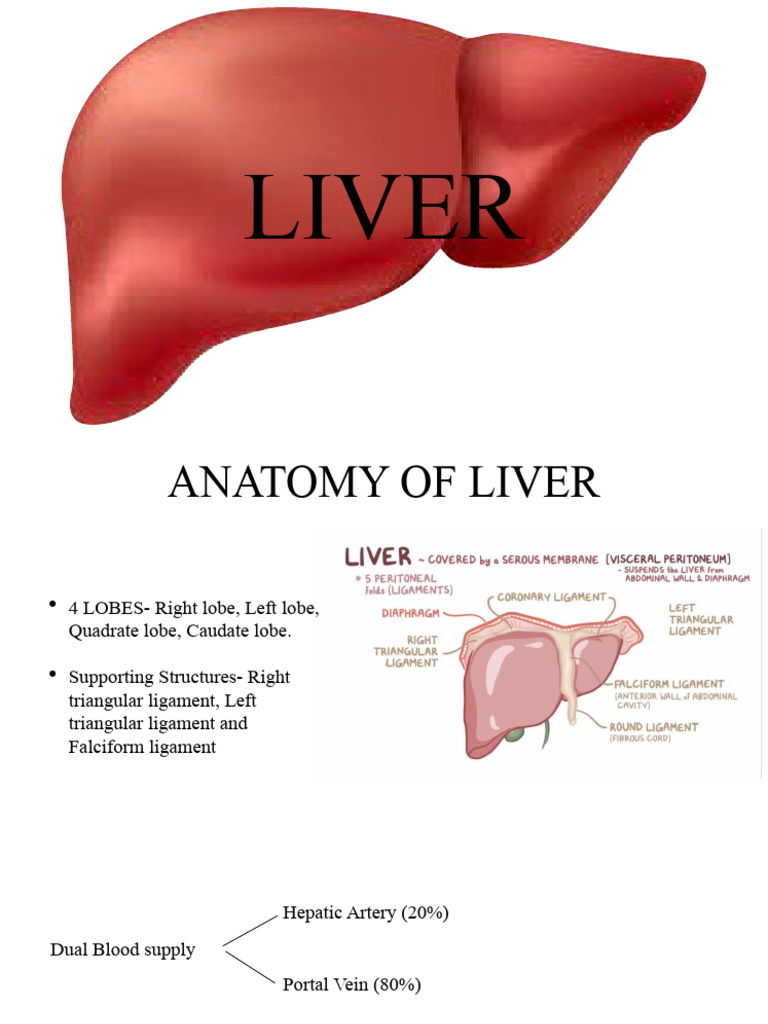 Liver | PDF | Liver | Medical Specialties