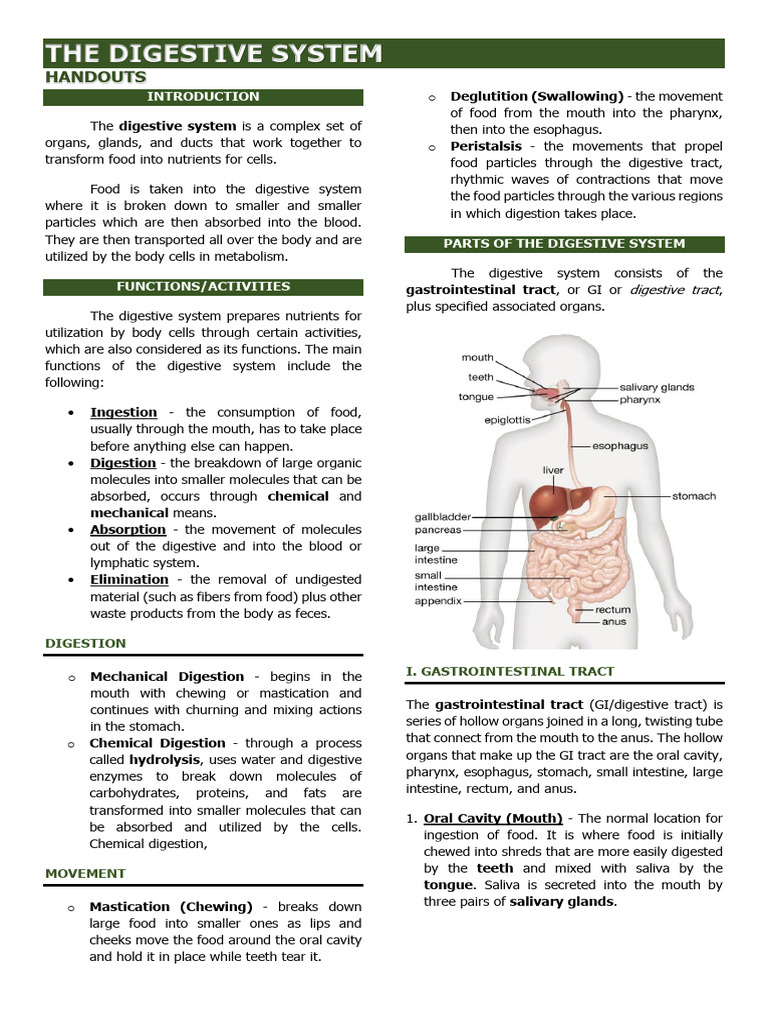 The Digestive System Handouts GENBIO2 STEM12 | PDF | Human Digestive ...