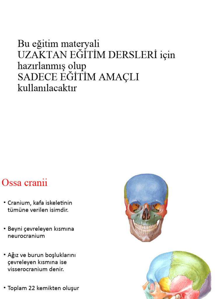 9) Kafa İskeleti 1 | PDF