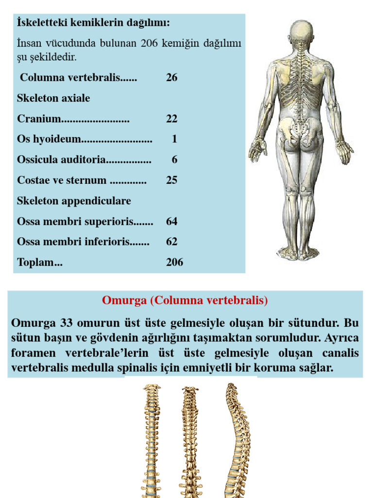 Columna Vertebralis | PDF