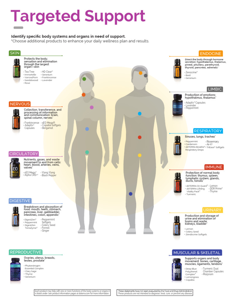 Body Systems Target Support Graphic Vertical | PDF | Human Body | Endocrine System