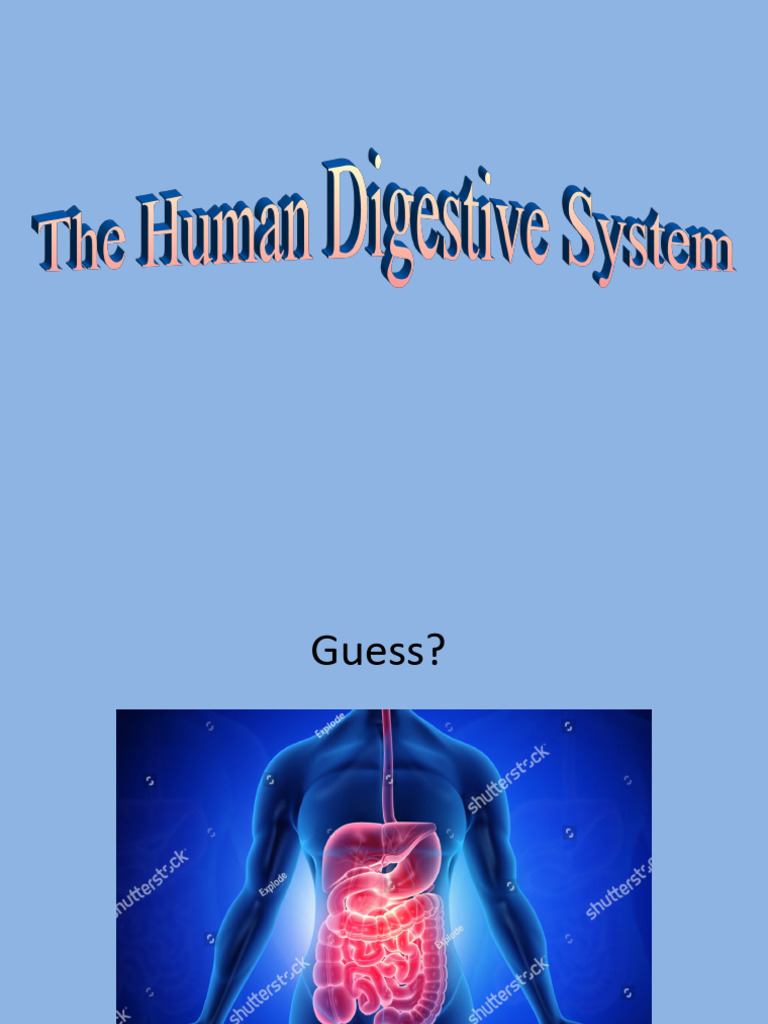 The Human Digestive System | PDF | Digestion | Human Digestive System
