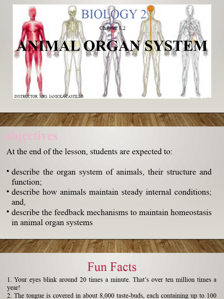 Animal Organ Systems Overview | PDF | Human Body | Lymphatic System