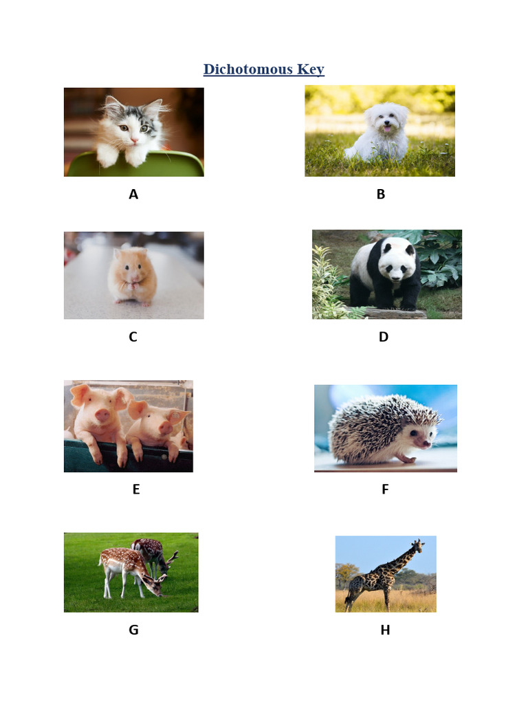 Dichotomous Key | PDF
