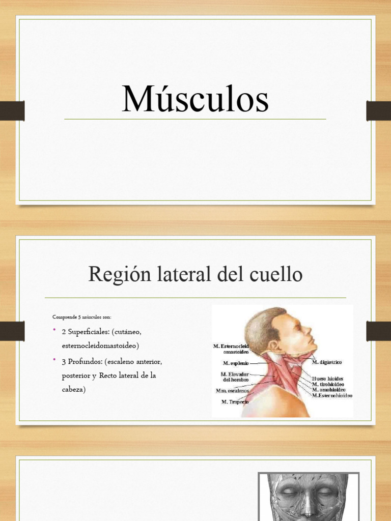 Antomia del cuello | PDF | Cabeza y cuello humanos | Anatomía humana