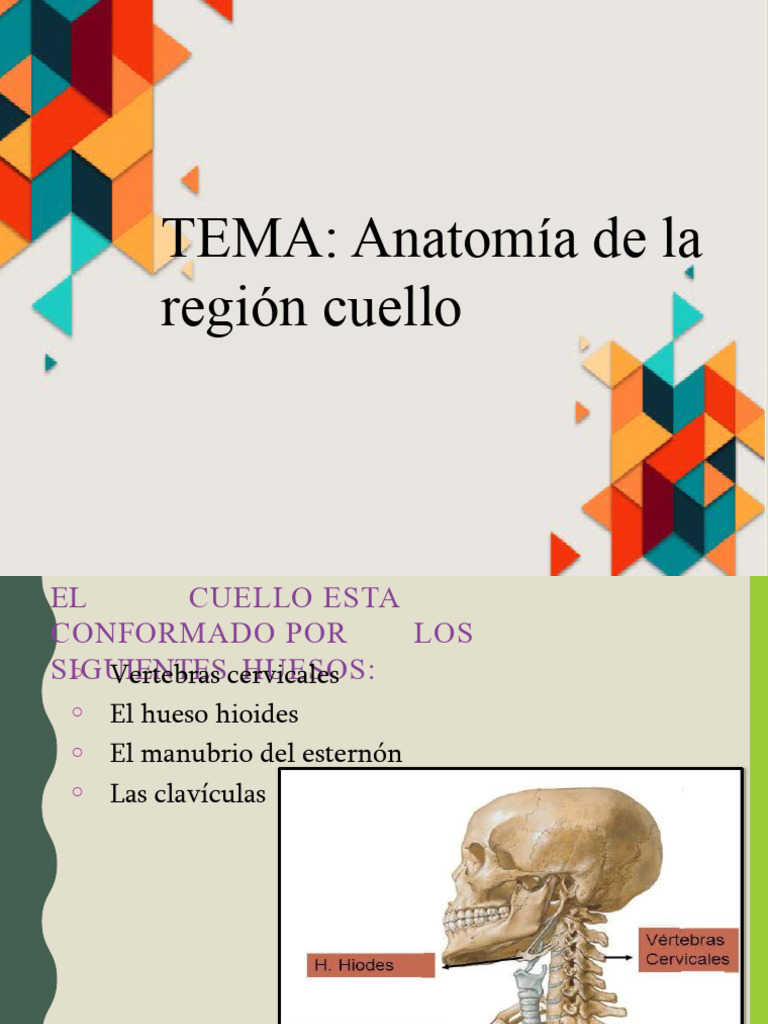 Anatomia Del Cuello | PDF | La columna vertebral | Cabeza y cuello humanos
