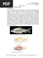 Tipos y funciones de las aletas en peces | PDF | Pescado | Vertebrados ...