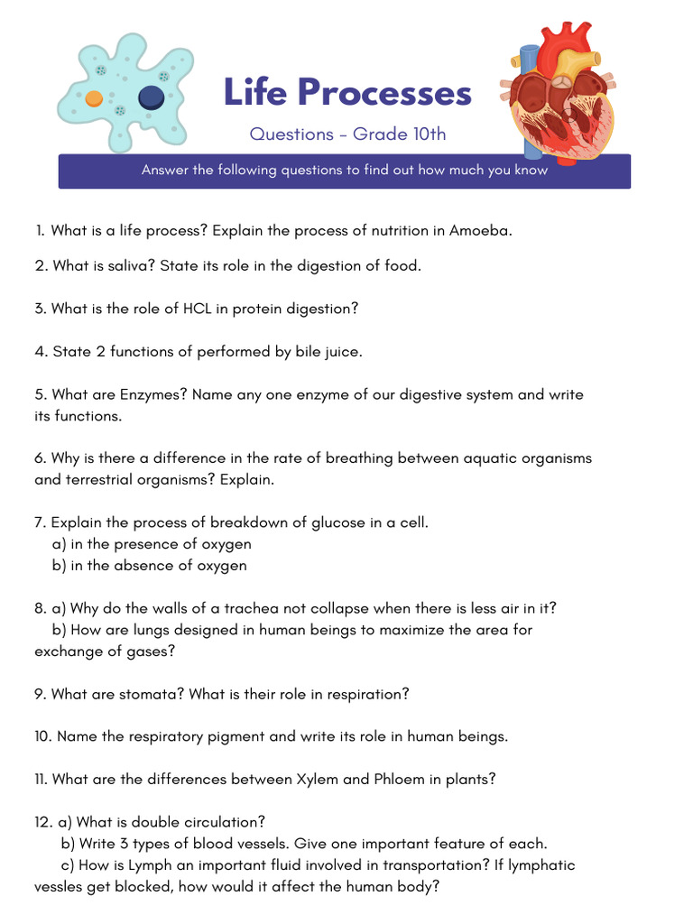 Life Processes - Grade 10th - Questions | PDF | Stomach | Kidney