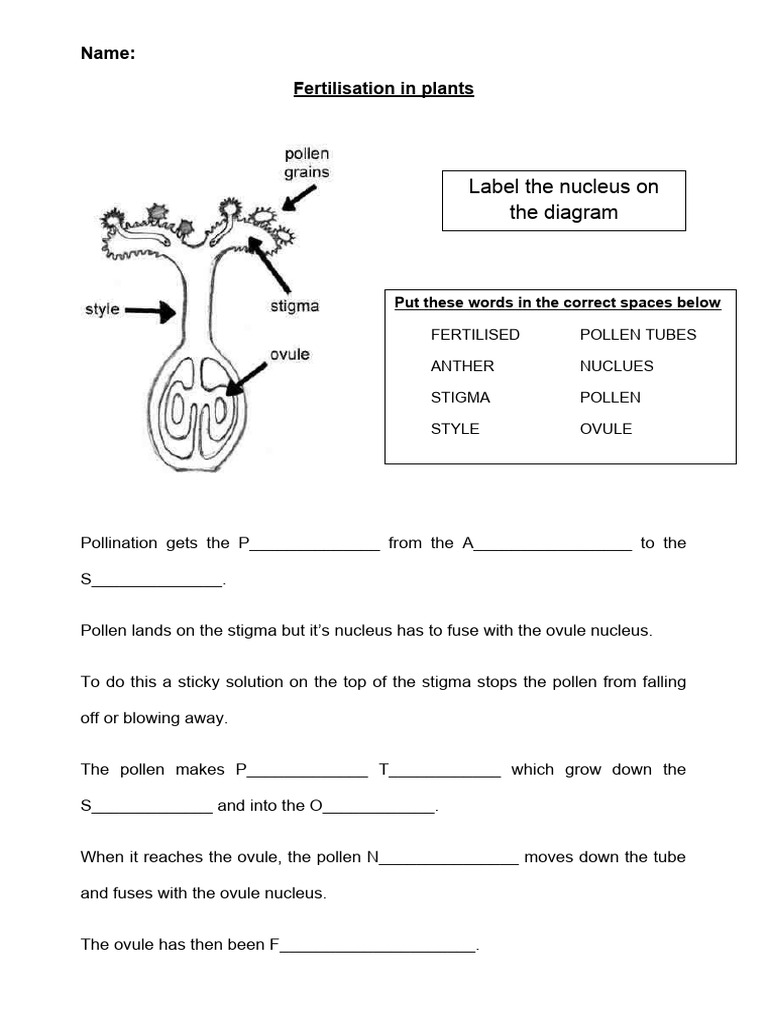 Fertilisation in Plants Worksheet | PDF