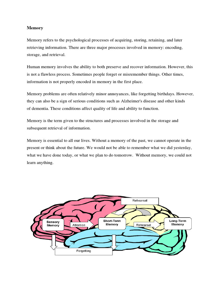 Memory | PDF | Memory | Long Term Memory