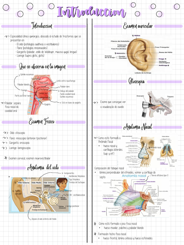 Anatomía y Exámenes ORL | PDF | Nariz humana | Cabeza y cuello humanos