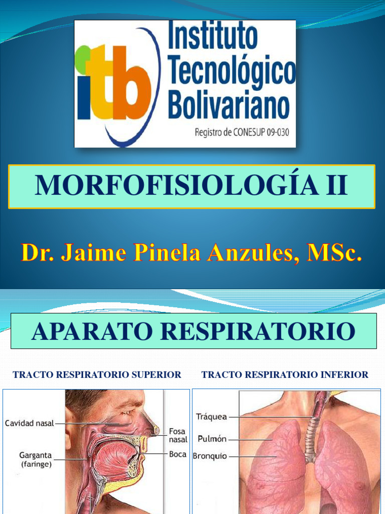 Morfo II - 2. Aparato Respiratorio | PDF