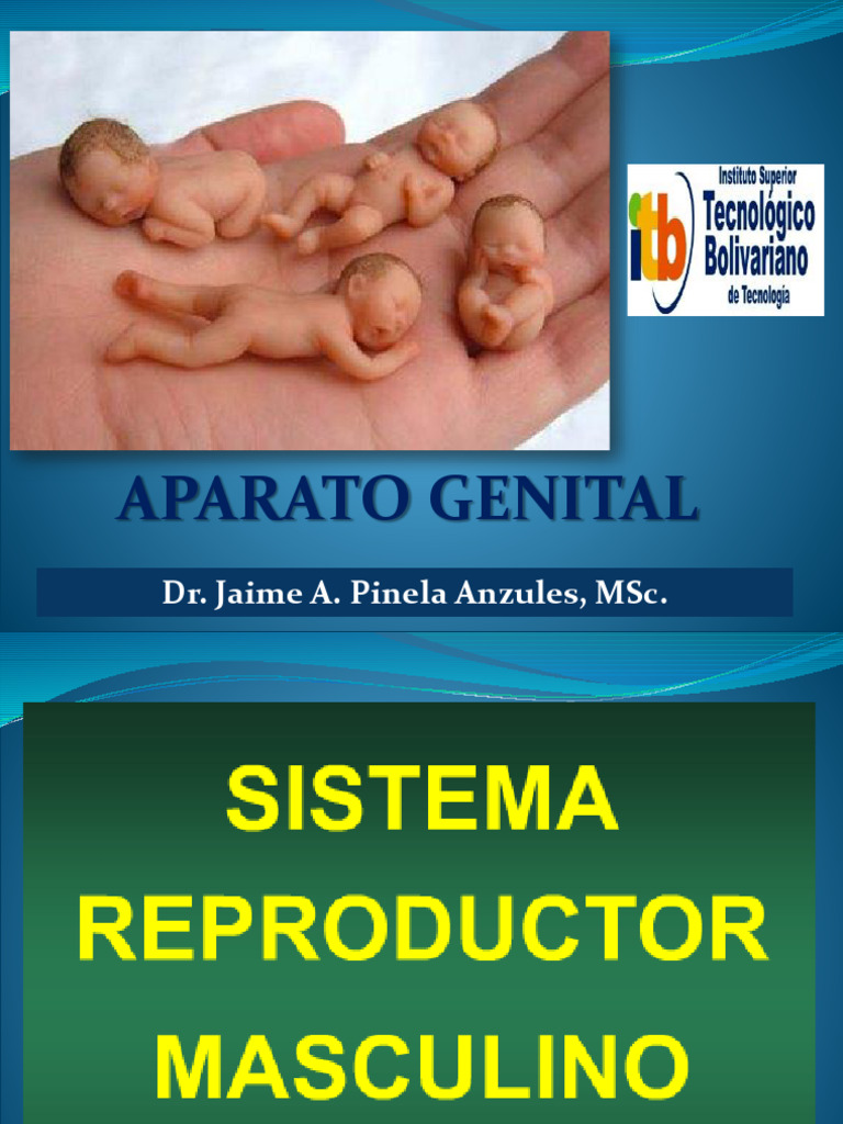 Morfo II - 5. Aparato Genital | PDF | Hogar, jardinería y bricolaje | Salud y bienestar