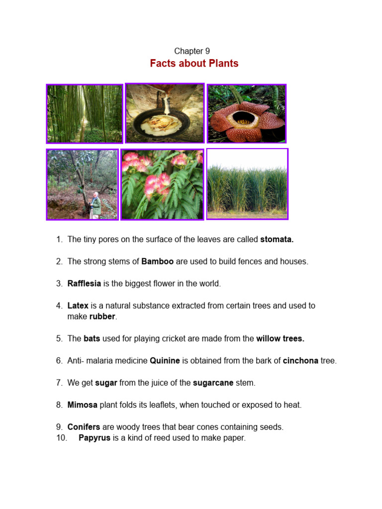CH 9 Facts About Plants | PDF