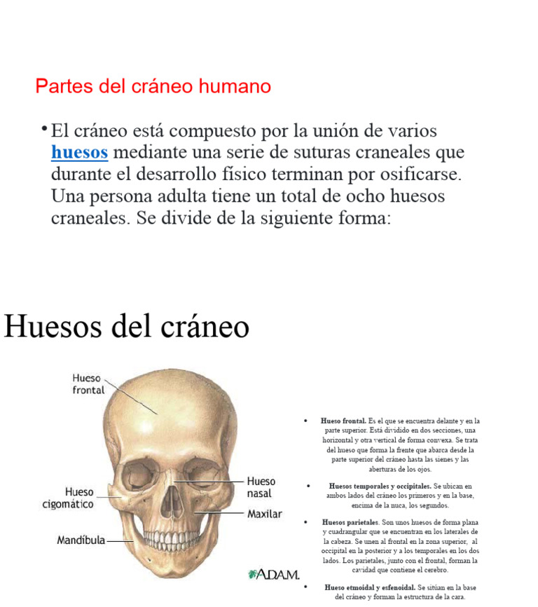 Partes del cráneo humano | PDF