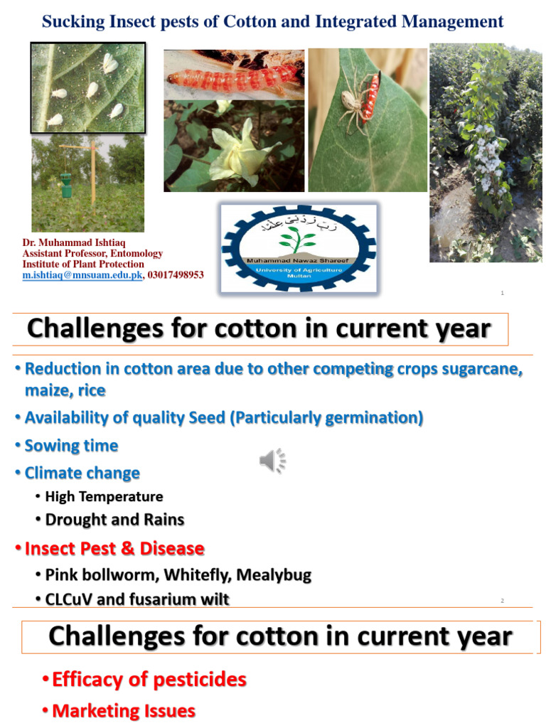 Sucking Insect Pests in Cotton Management | PDF | Pest (Organism) | Leaf