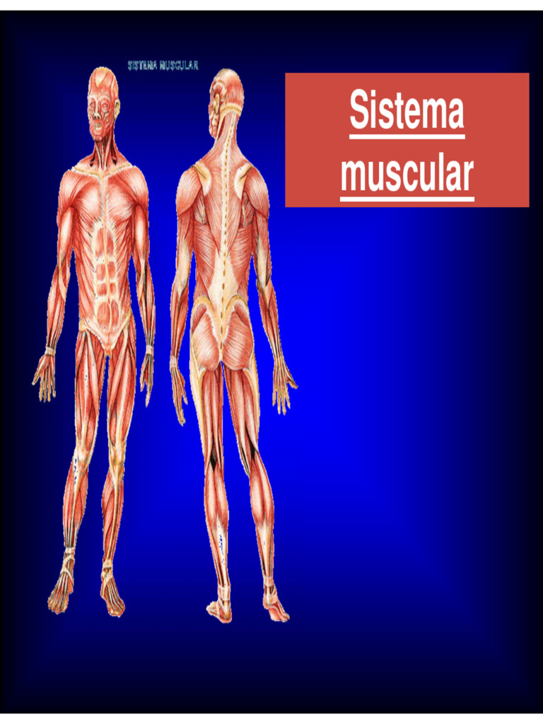 Microsoft PowerPoint - El Sistema Muscular (Compatibility Mode) | PDF