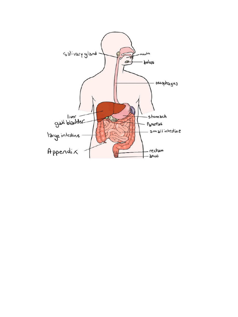 1.1 Digestive System | PDF