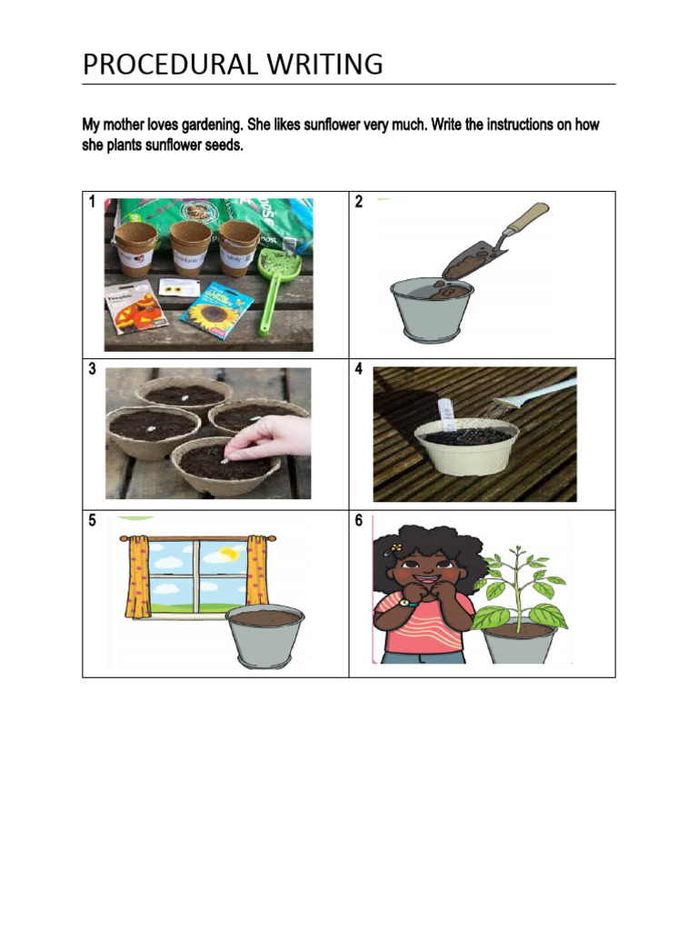 PROCEDURAL WRITING Planting sunflower seeds | PDF