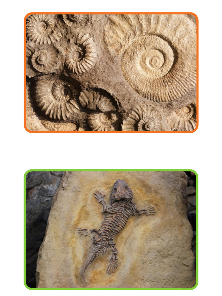 imagini FOSILE | PDF