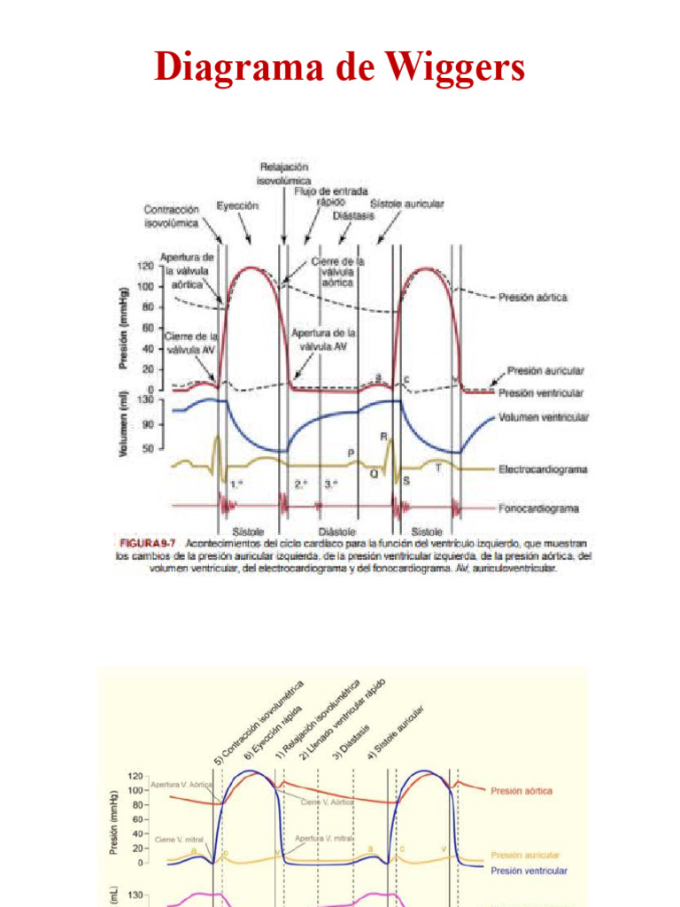 Diagrama de Wiggers | PDF