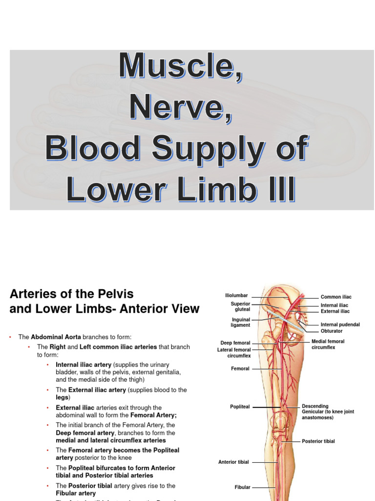 8 - Lower Limb Part III | PDF | Human Leg | Vein