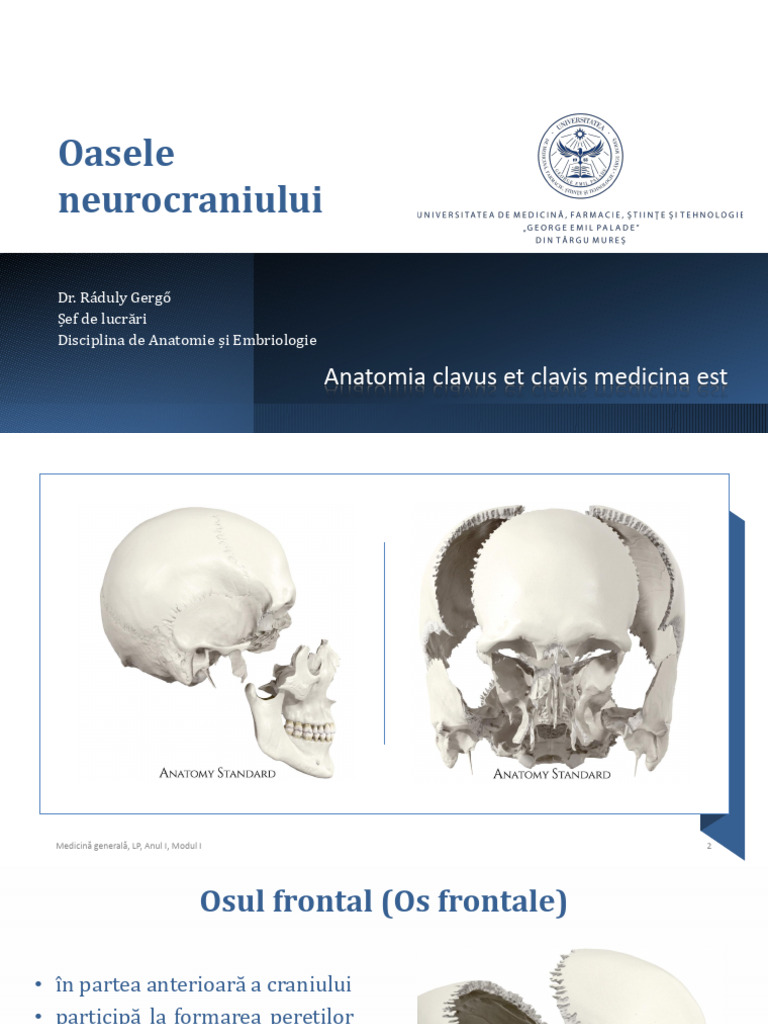 Oasele Neurocraniului | PDF