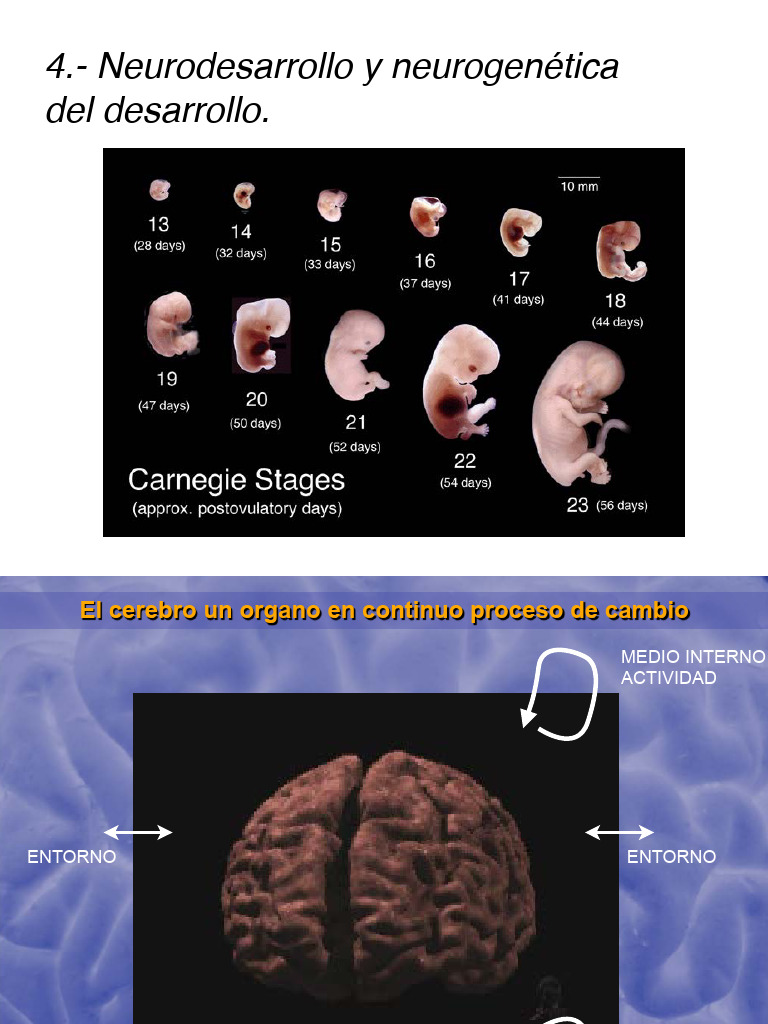 Neurodesarrollo y Neurogenética Del Desarrollo | PDF | Neurona | Cerebro