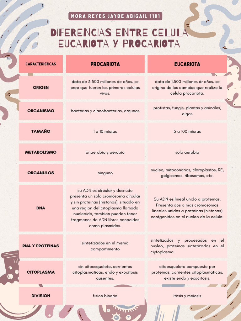 Diferencias Entre Celula Eucariota y Procariota | PDF