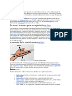 Anatomía de la Arteria Pedia del Pie | PDF | Pie | Dedo del pie