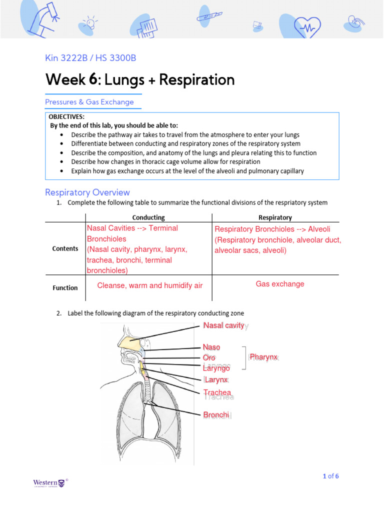 Worksheet - Week 6 - ANSWERS | PDF | Lung | Respiratory Tract