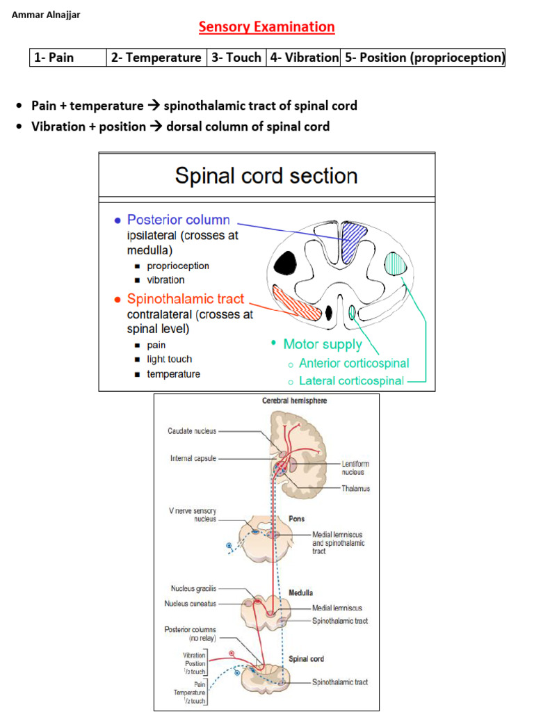Sensory Examination | PDF