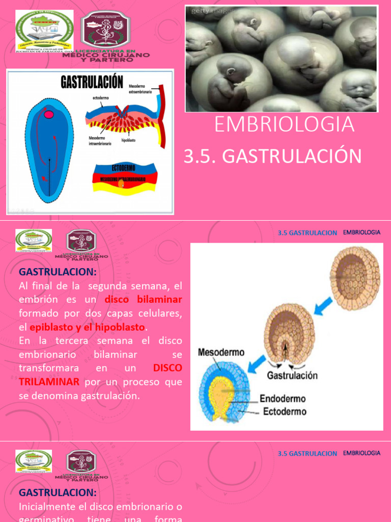 GASTRULACION | PDF | Embrión | Histología