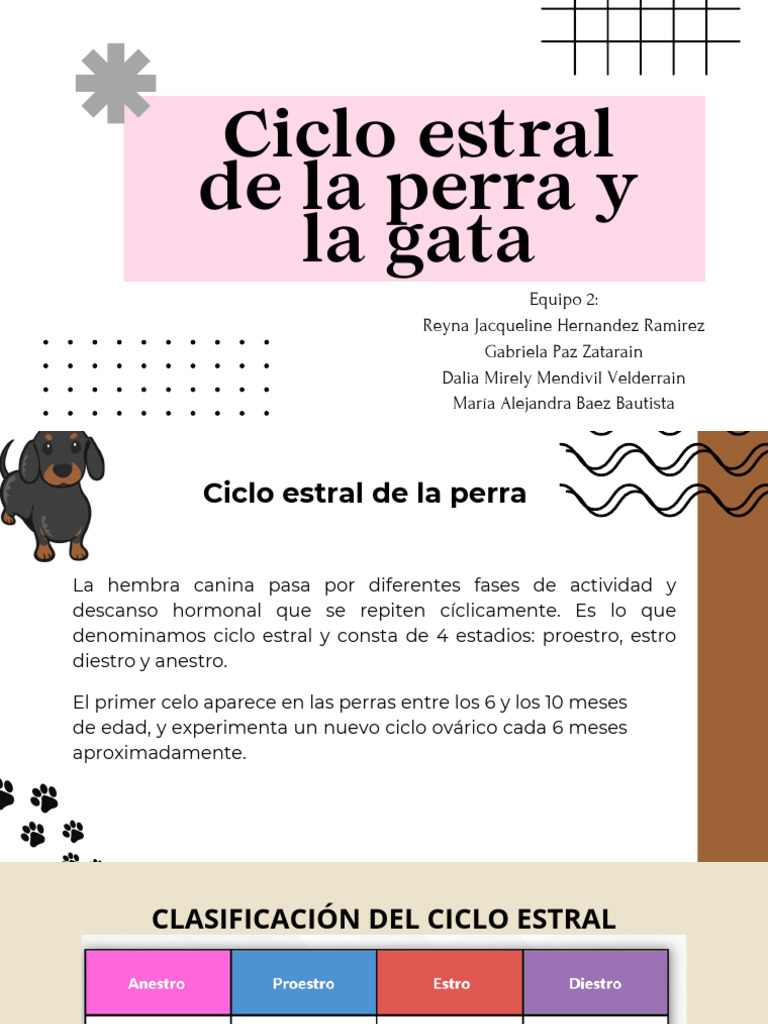 Ciclo Estral de La Perra y La Gata | PDF