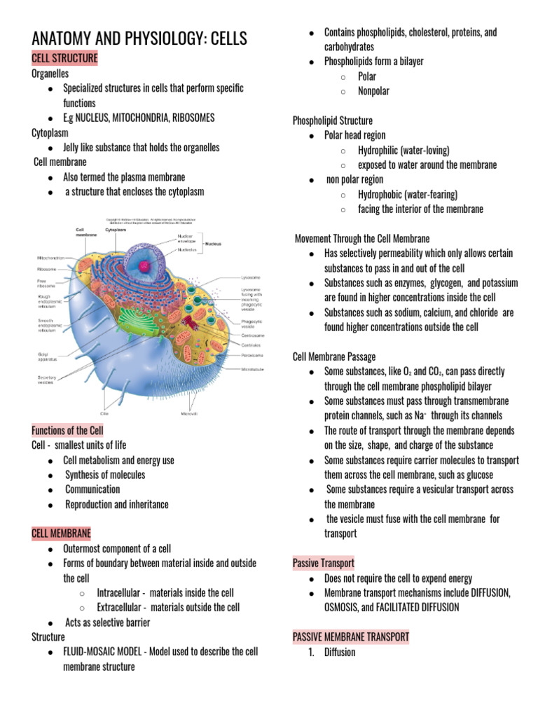 2 Cells | PDF | Cell Membrane | Endoplasmic Reticulum