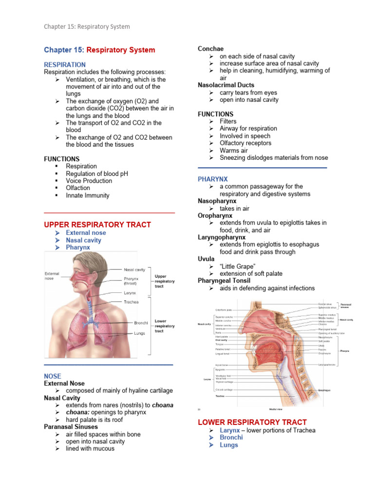Chapter 15 - Respiratory System | PDF
