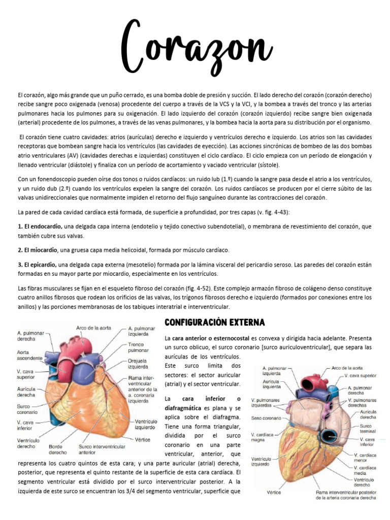 Corazonn Pdf Corazón Ventrículo Corazón