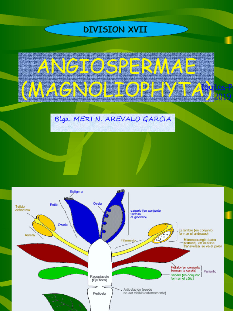 Clado Magnoliidae | PDF