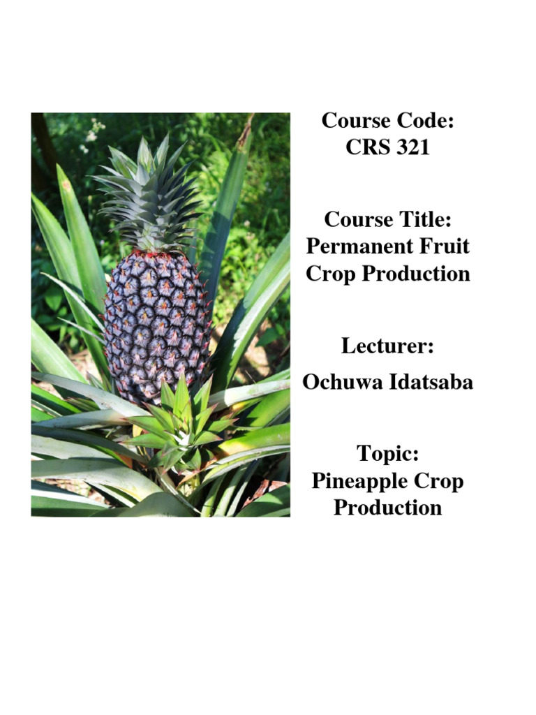 Pineapple Notes | PDF