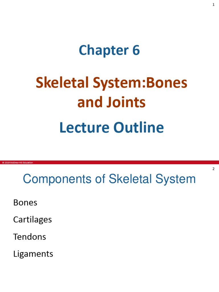 Skeletal System | PDF