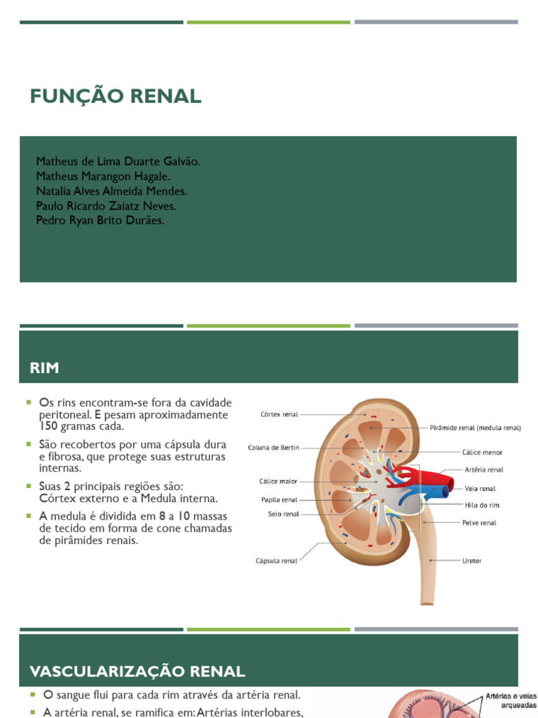 Função Renal (Concluído) . | PDF | Rim | Sistema urinário