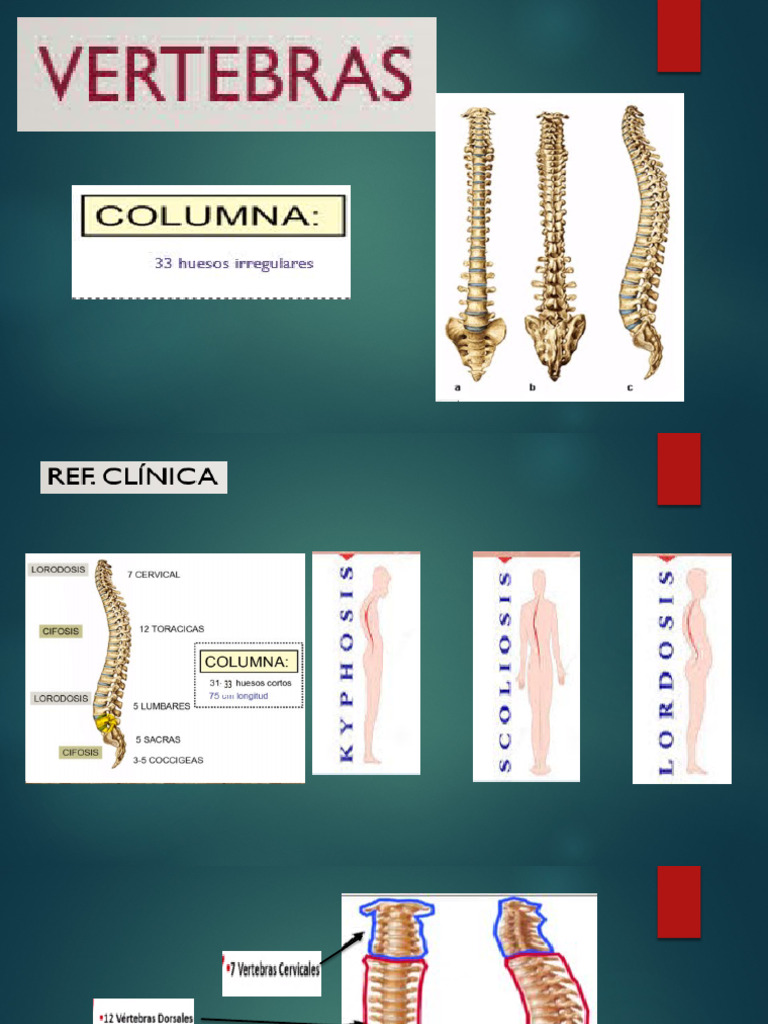 Vertebras | PDF