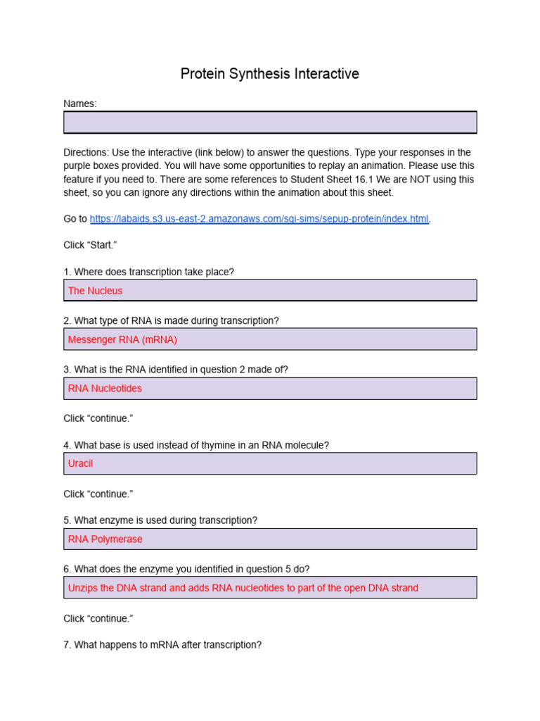 Protein Synthesis Interactive Guide | PDF | Science & Mathematics