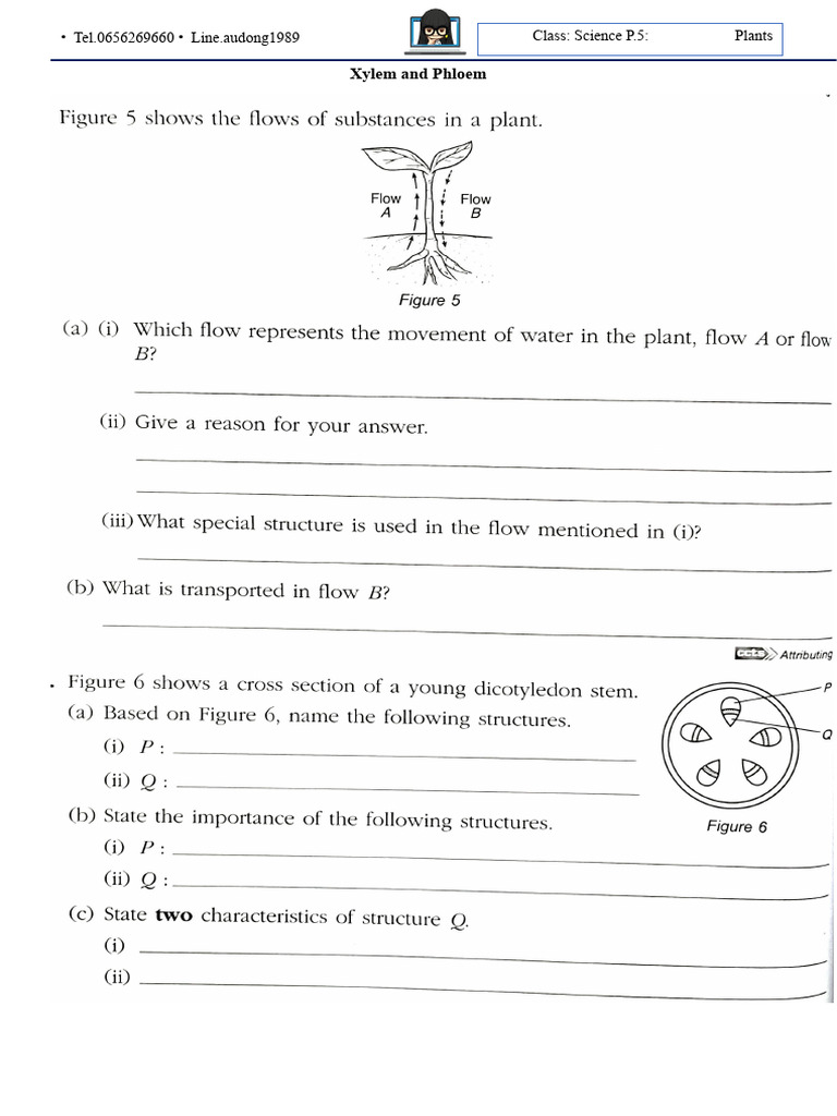 11 Reproductionin Plants 3 | PDF | Flowers | Plants