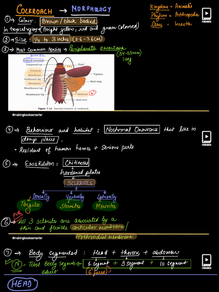 Cockroach | PDF | Arthropods | Insects