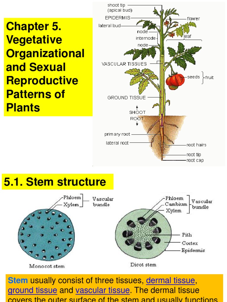 Vegetative Organizational and Sexual Reproductive Patterns of Plants ...