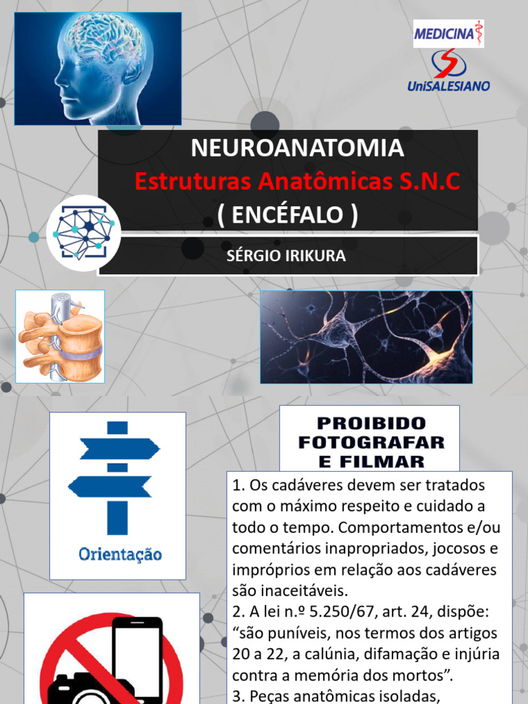 10 11 23 Anatomia SNC (Telencefalo + Diencefalo + T.E. + Cerebelo) | PDF