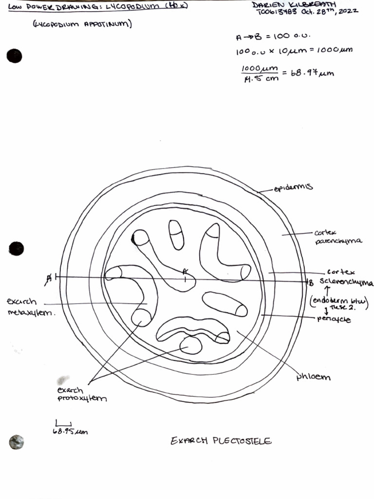 Lycopodium Drawing | PDF