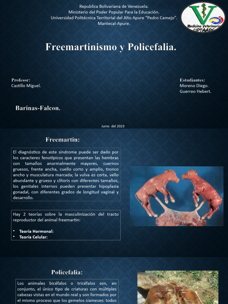 Freemartinismo y Policefalia en Animales | PDF