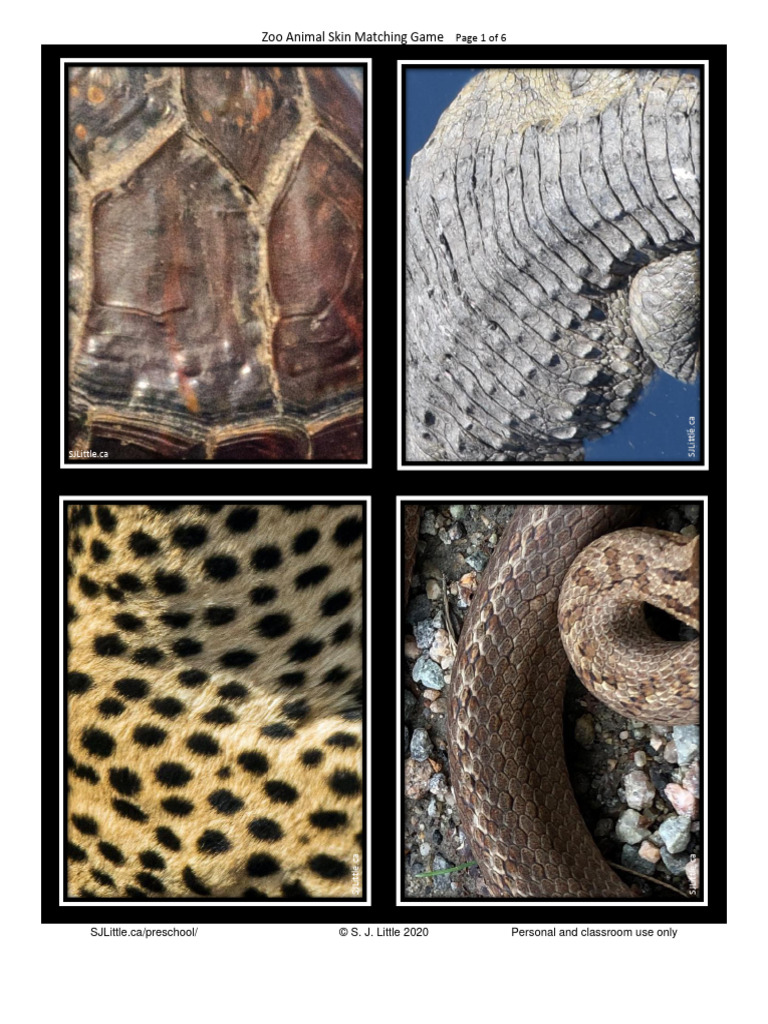 Zoo Animal Skin Matching Game | PDF